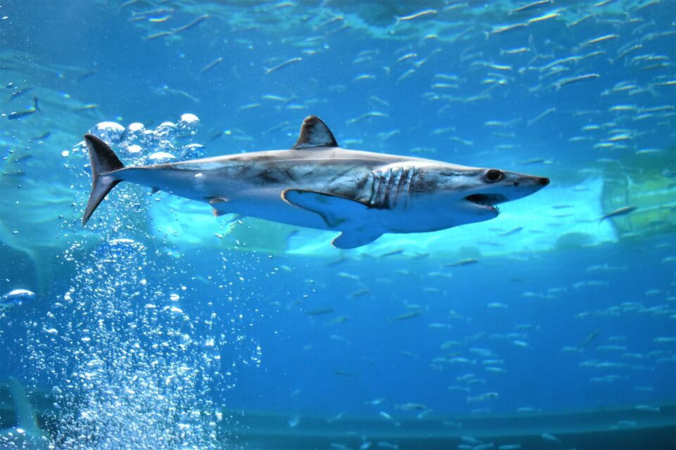 9 Shark Species That Prefer Warm Water — And 4 That Thrive in Cold