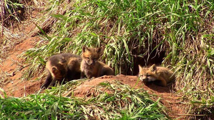 How Baby Foxes Learn to Survive in the Wild