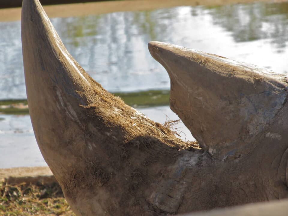How Rhinos Use Their Horns (It's for More Than Defense)
