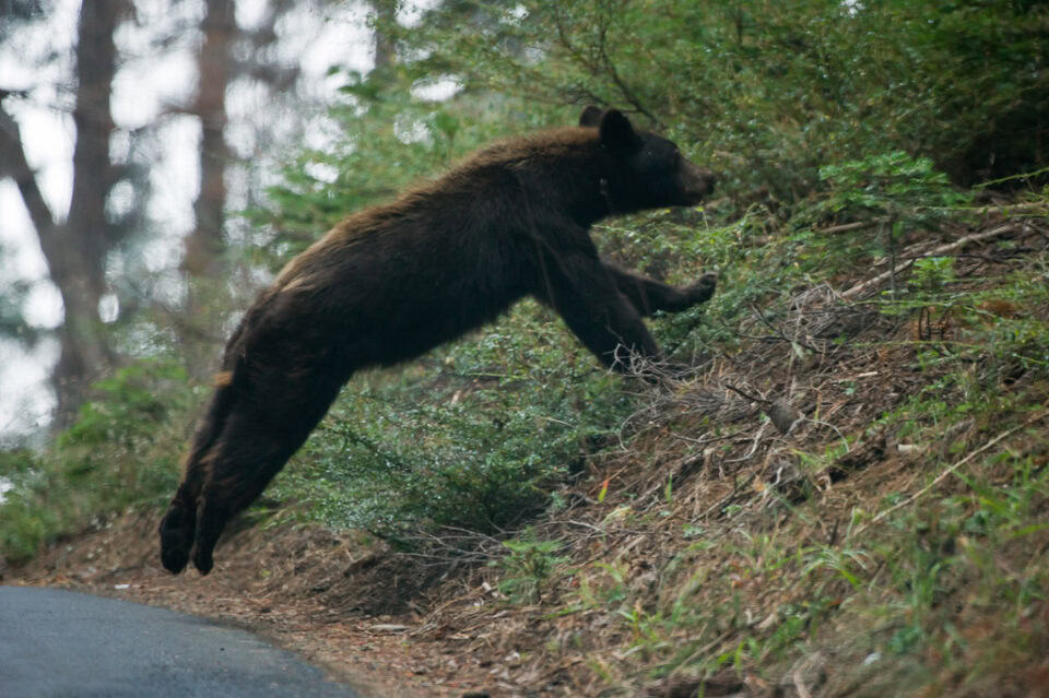How Fast Can a Bear Run? It’s Faster Than You Think