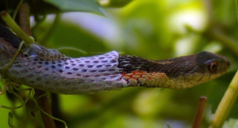 What Happens When a Snake Sheds Its Skin - Animals Around The Globe