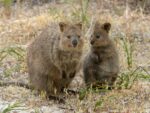 Why Quokkas Toss Their Babies to Distract Predators - Animals Around ...
