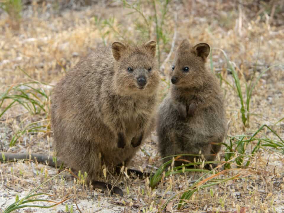 Why Quokkas Toss Their Babies to Distract Predators - Animals Around ...