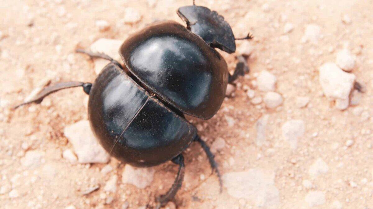 The Strongest Insect Alive Can Lift Over 1,000 Times Its Body Weight ...