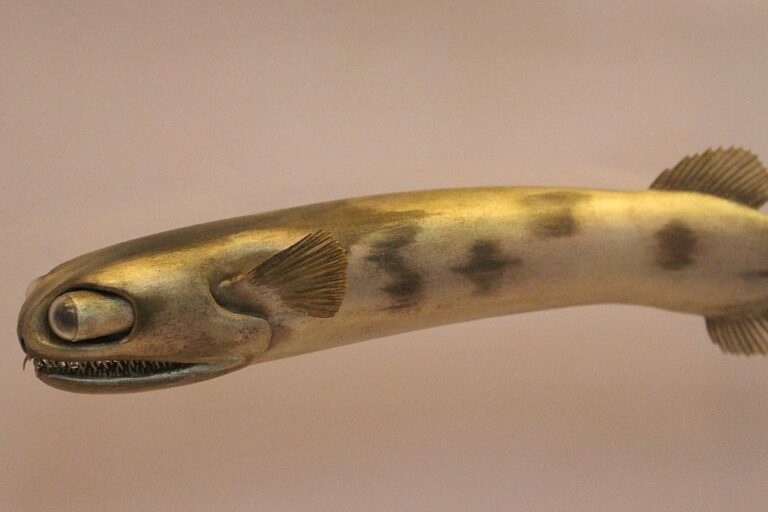 12 Weirdest Fish in the Ocean You Have Probably Never Heard Of ...