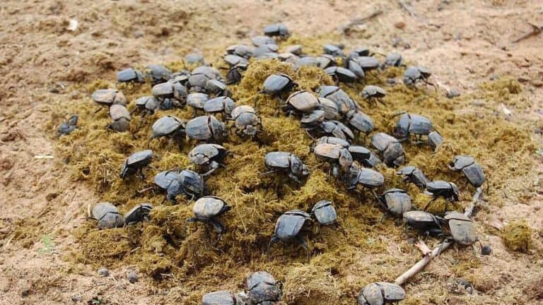 The Strongest Insect Alive Can Lift Over 1,000 Times Its Body Weight ...