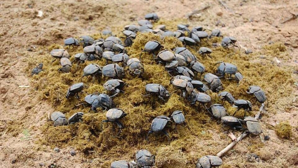 The Strongest Insect Alive Can Lift Over 1,000 Times Its Body Weight ...