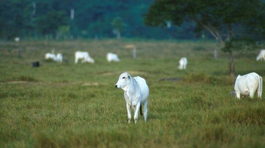The Role of Cattle in Native American Traditions and Modern Meat ...