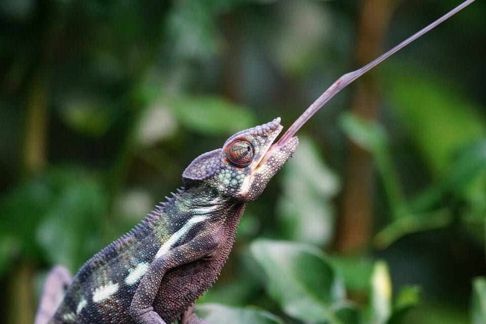 How Chameleons Use Independent Eye Movement to Hunt - Animals Around ...