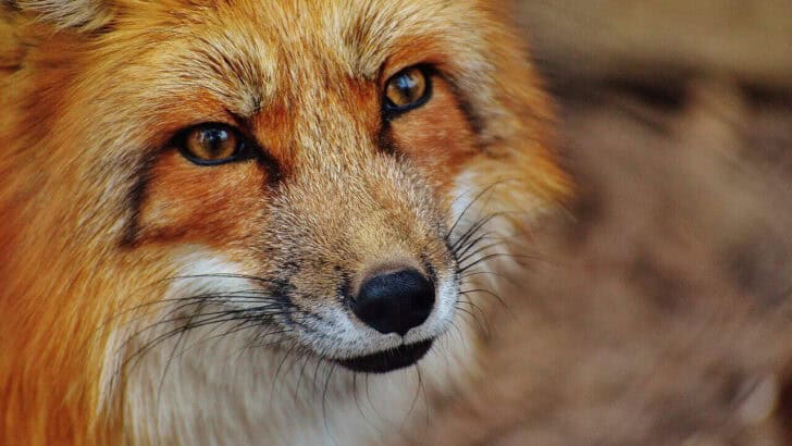 Kitsune: The Trickster Fox Spirits of Japan - Animals Around The Globe