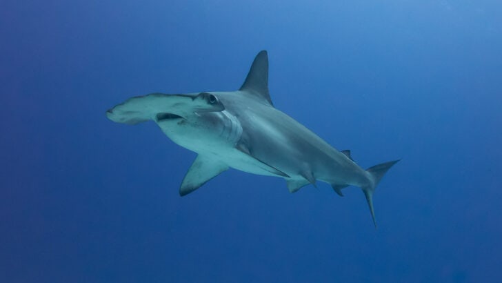 Hammerhead Sharks Use Their Unusual Heads to Hunt - Animals Around The ...