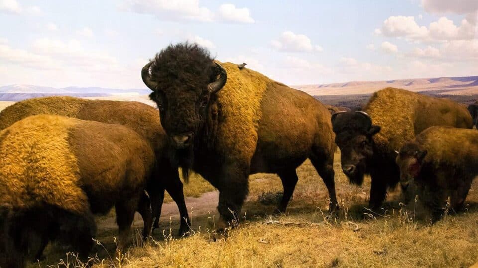 Why Bison Roll in Dust—And What It Means - Animals Around The Globe