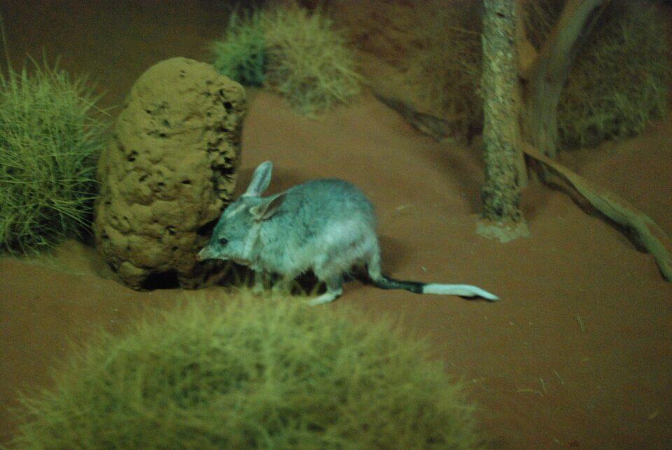 Bilby Reintroduction Marks Milestone in Australian Conservation