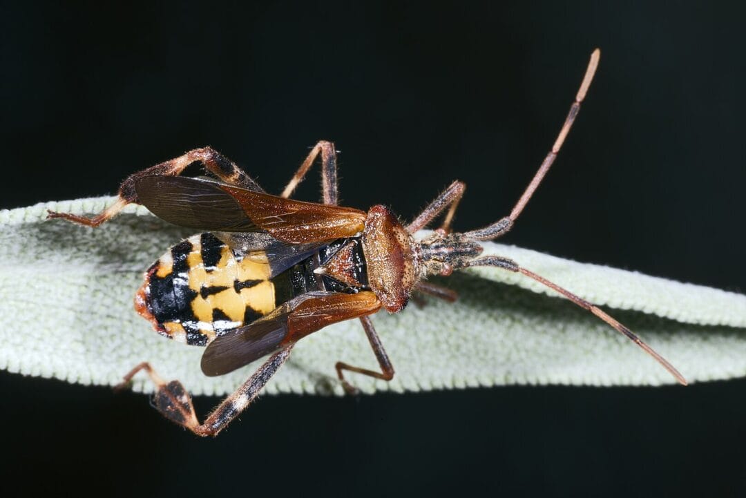 Western Conifer Seed Bugs Now Invading Eastern U.S. Homes
