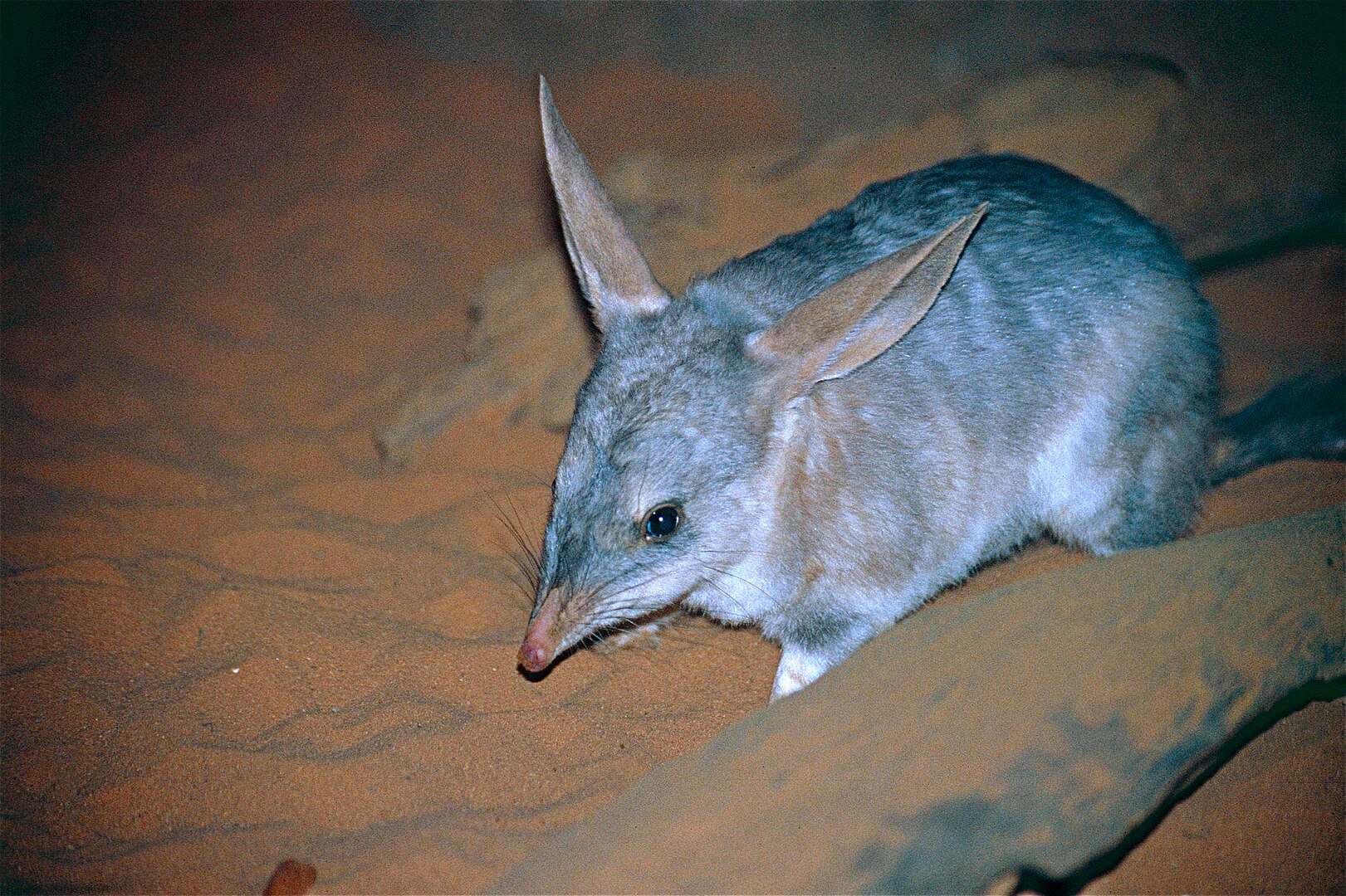 Bilby Reintroduction Marks Milestone in Australian Conservation