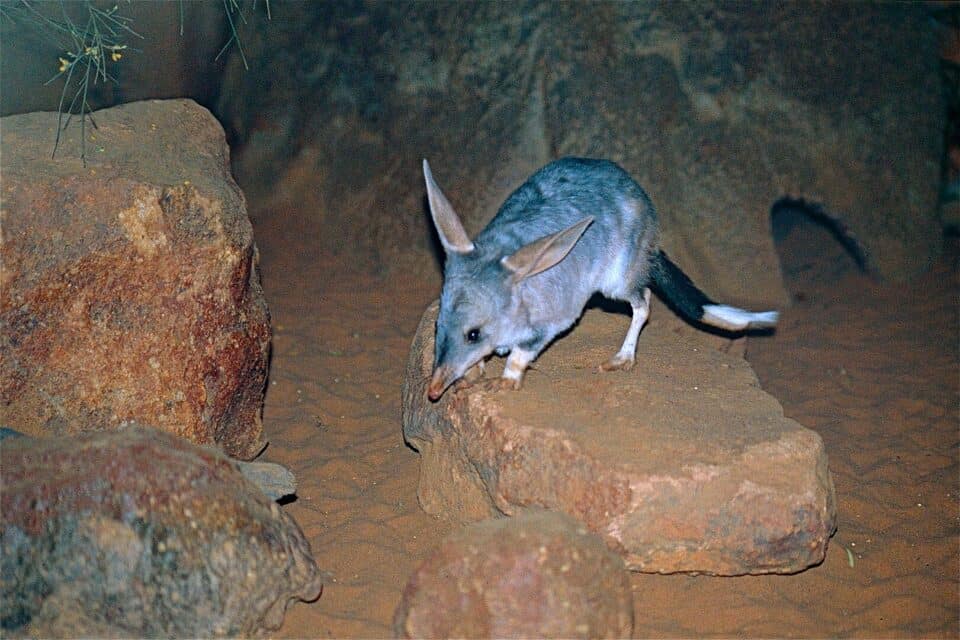 Bilby Reintroduction Marks Milestone in Australian Conservation