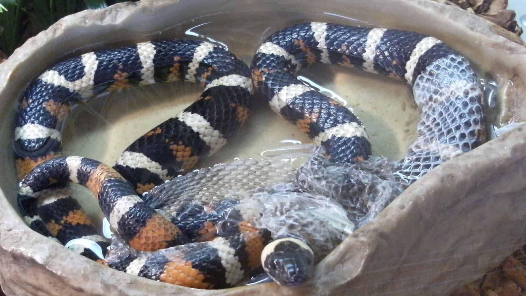What Happens When a Snake Sheds Its Skin - Animals Around The Globe