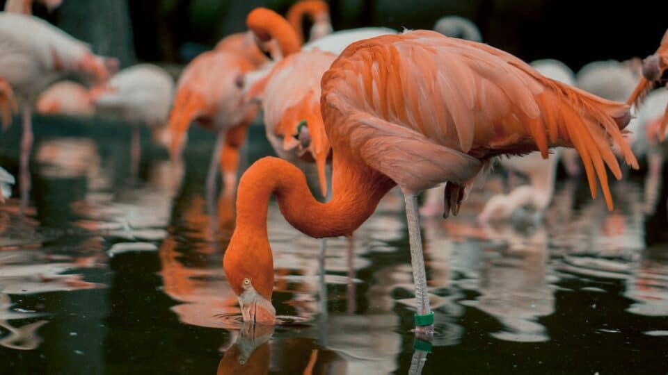 Why Flamingos Stand on One Leg - Animals Around The Globe