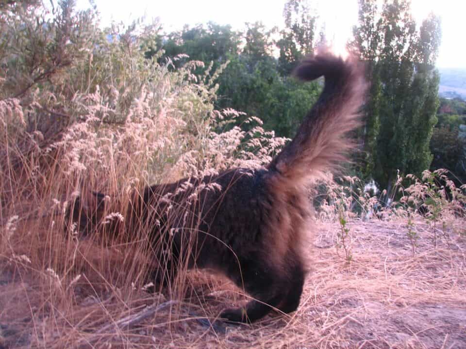 What Your Cat’s Tail Movements Are Trying to Tell You