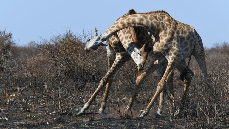 Why Giraffes Headbutt Each Other in “Necking” Battles