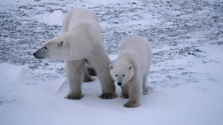 The Truth About Polar Bear Populations and Melting Ice - Animals Around ...