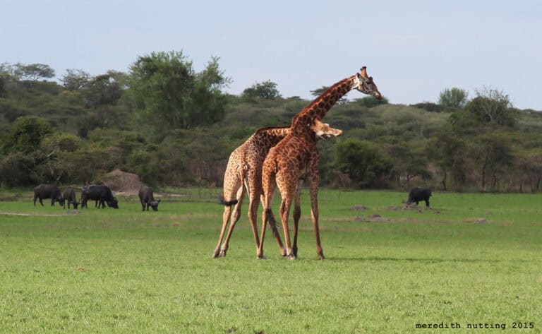Why Giraffes Headbutt Each Other in “Necking” Battles