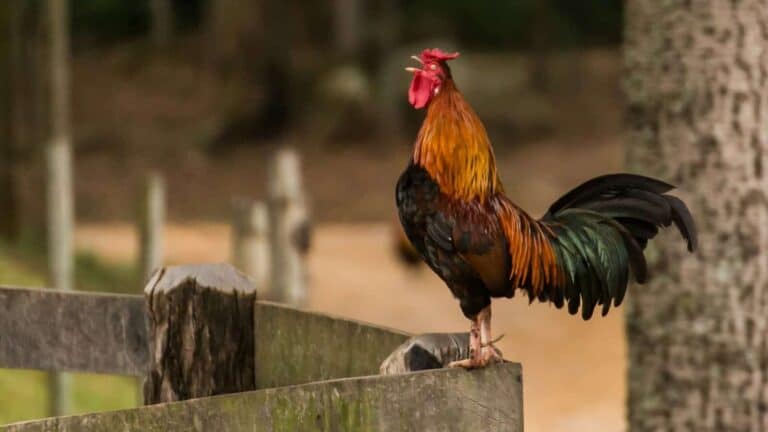 Why Roosters Crow at Sunrise (and All Day Long) - Animals Around The Globe