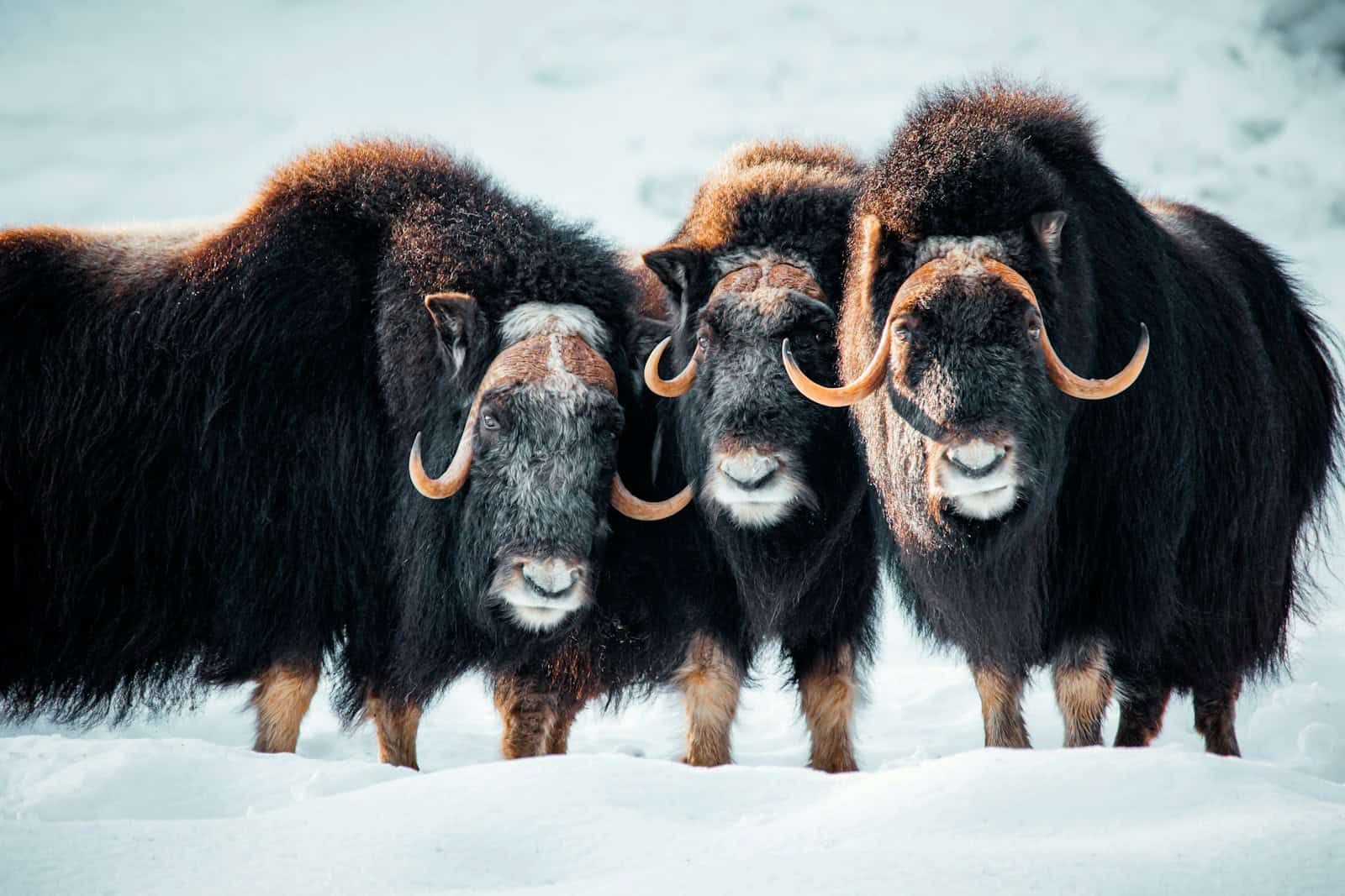 This Arctic Creature Has the Warmest Natural Coat in the Animal Kingdom