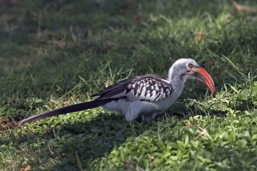 What Kind of Bird Is Zazu? The Real Story Behind the Character ...