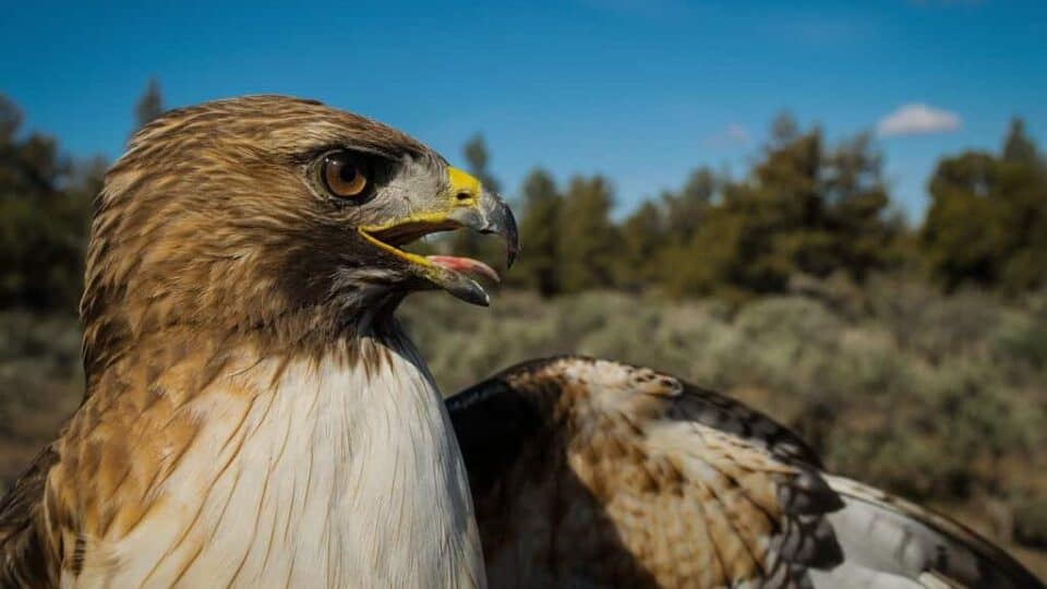 The Real Reason Bald Eagles Screech in Movies—It’s Not Their Voice ...