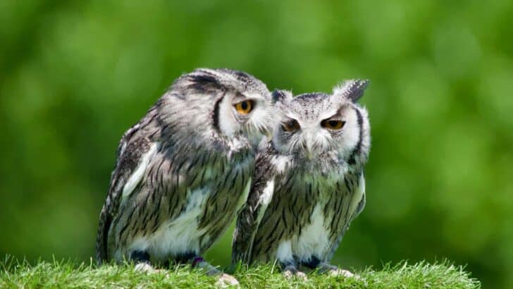 The Science Behind the Owl’s Asymmetrical Ears