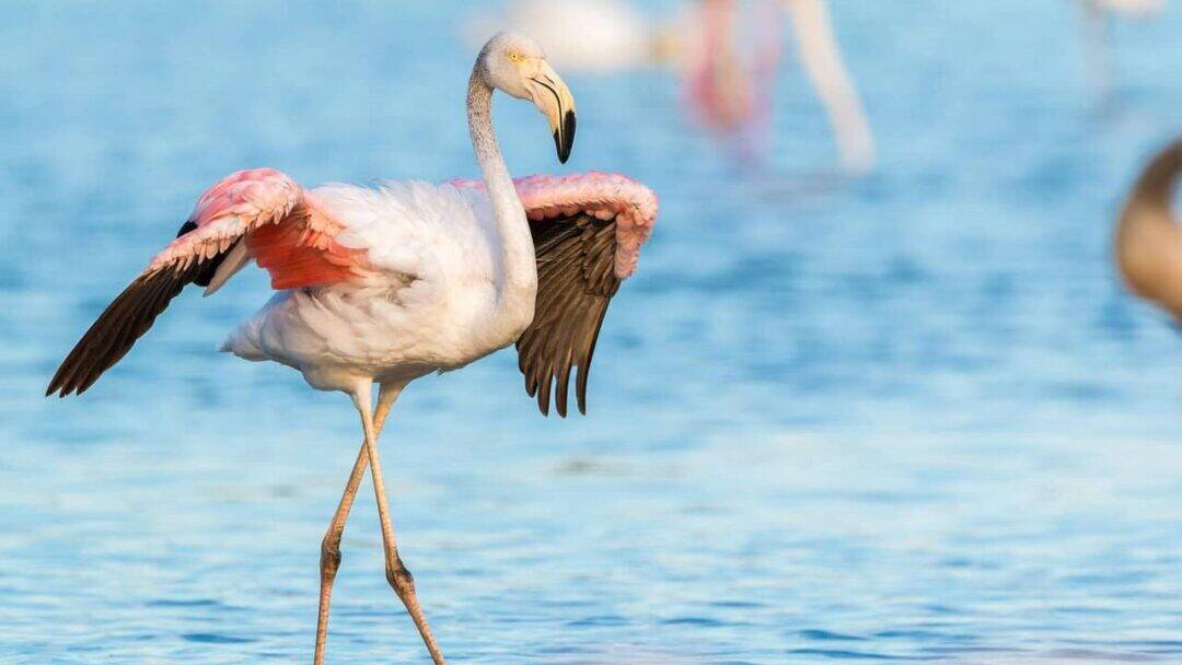 Why Flamingos Stand on One Leg - Animals Around The Globe