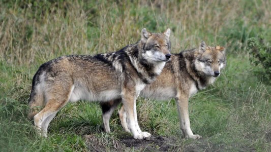 What a Wolf’s Incredible Eyesight, Hearing, and Sense of Smell Can ...