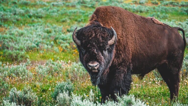 The Cultural Importance of Bison to Native American Tribes