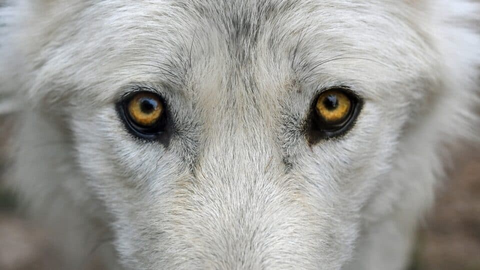 What a Wolf’s Incredible Eyesight, Hearing, and Sense of Smell Can ...