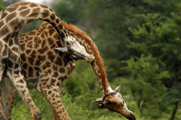 Why Giraffes Headbutt Each Other in “Necking” Battles