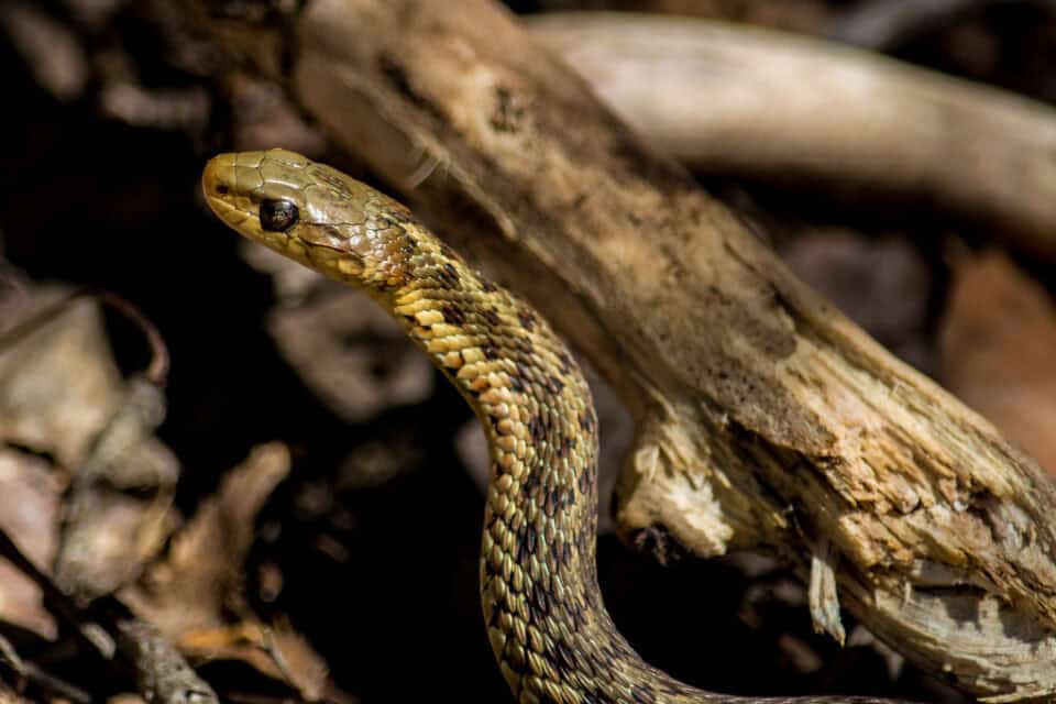 10 Prey Snakes Swallow Whole And 5 They Reject - Animals Around The Globe
