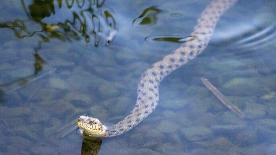 10 Prey Snakes Swallow Whole And 5 They Reject - Animals Around The Globe