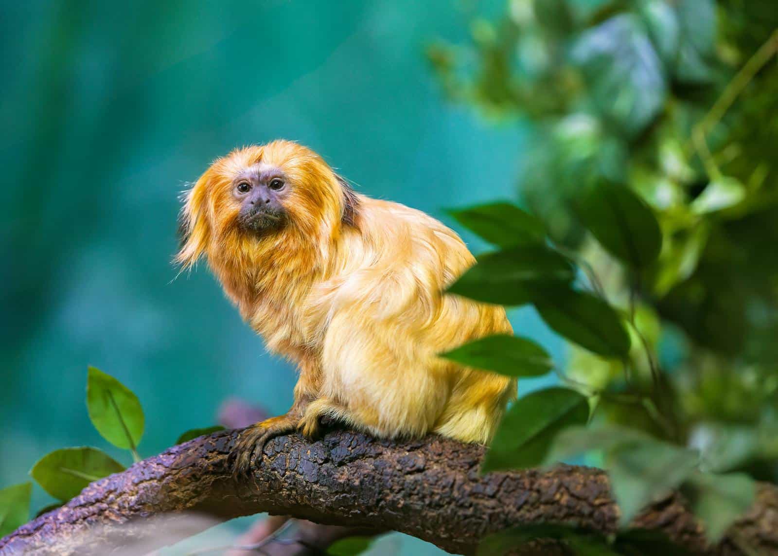 10 Smartest Monkey Species Ranked by Experts - Animals Around The Globe