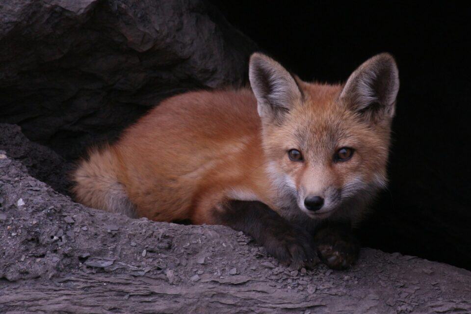 Kitsune: The Trickster Fox Spirits of Japan - Animals Around The Globe