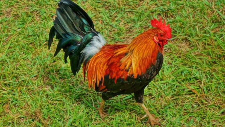 Why Roosters Crow at Sunrise (and All Day Long) - Animals Around The Globe