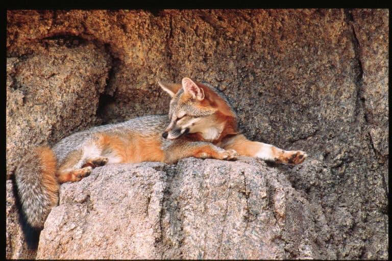Gray Foxes Can Climb Trees Like Cats - Animals Around The Globe