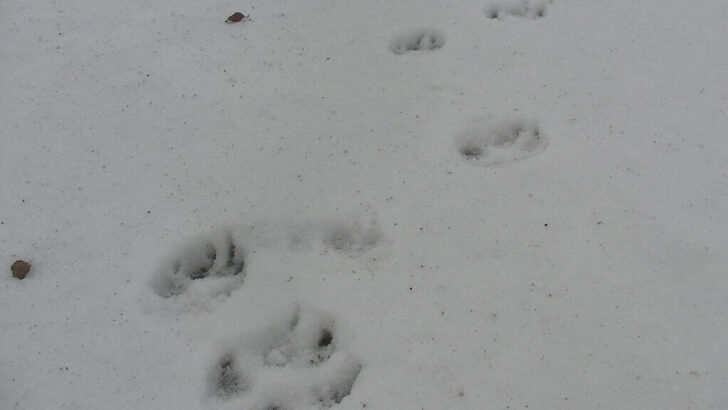 What Makes Wolf Tracks Distinct from Dog or Coyote Prints - Animals ...