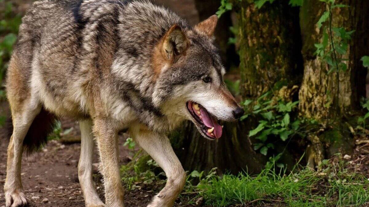 What Makes Wolf Tracks Distinct from Dog or Coyote Prints - Animals ...