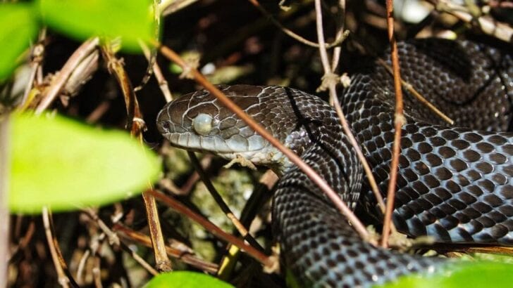 What Happens When a Snake Sheds Its Skin - Animals Around The Globe