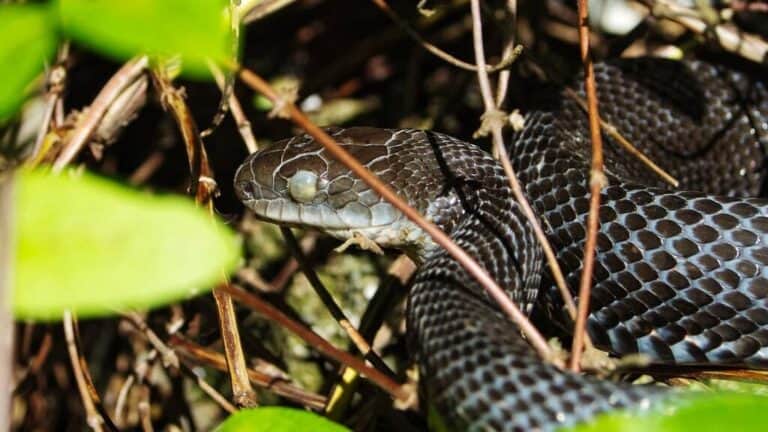 What Happens When a Snake Sheds Its Skin - Animals Around The Globe