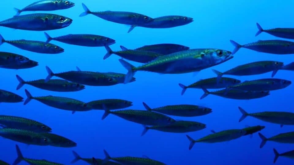 Why Some Fish Swim in Schools (and Others Don’t) - Animals Around The Globe