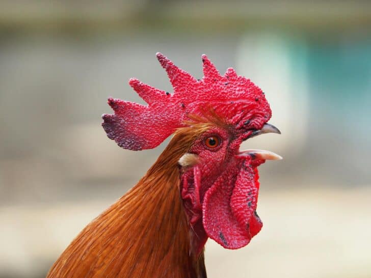 Why Roosters Crow at Sunrise (and All Day Long) - Animals Around The Globe