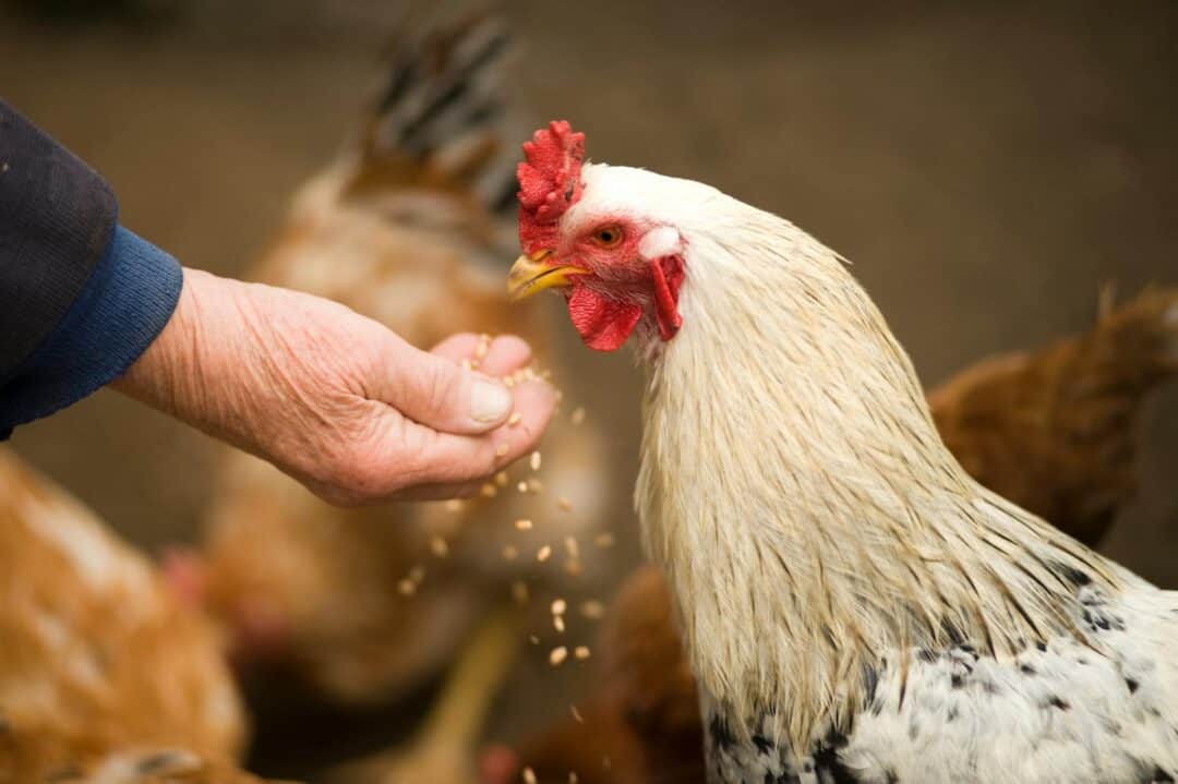 11 Chicken Breeds Perfect for Backyard Coops - Animals Around The Globe