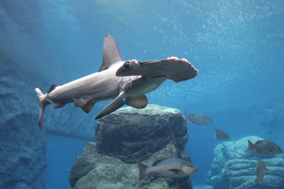 How Sharks Use Electroreception to Detect Prey - Animals Around The Globe